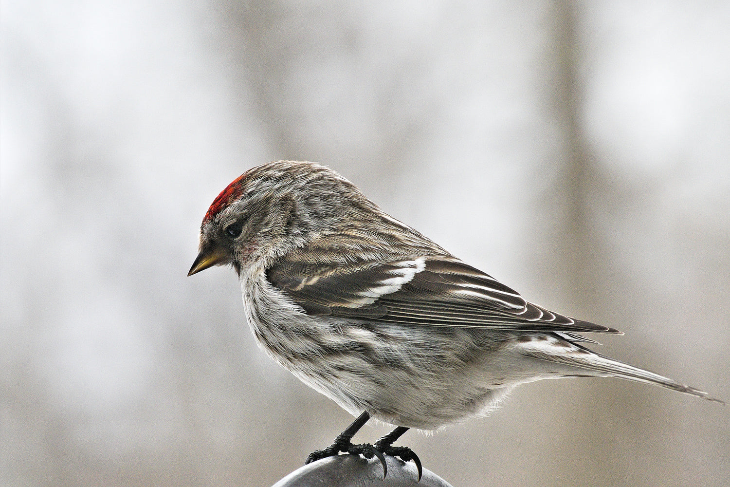 The Winter Finch Forecast for 2022-2023: Projections, Predictions, and ...