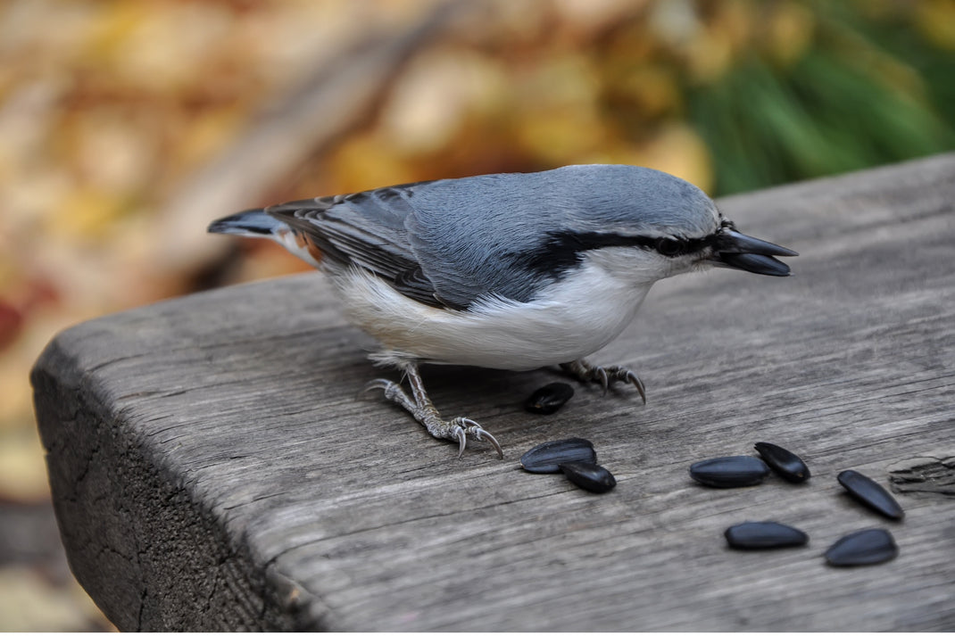 Wild Bird Food | Wild Bird Feed Store | Bird Food Supplier – Valley ...