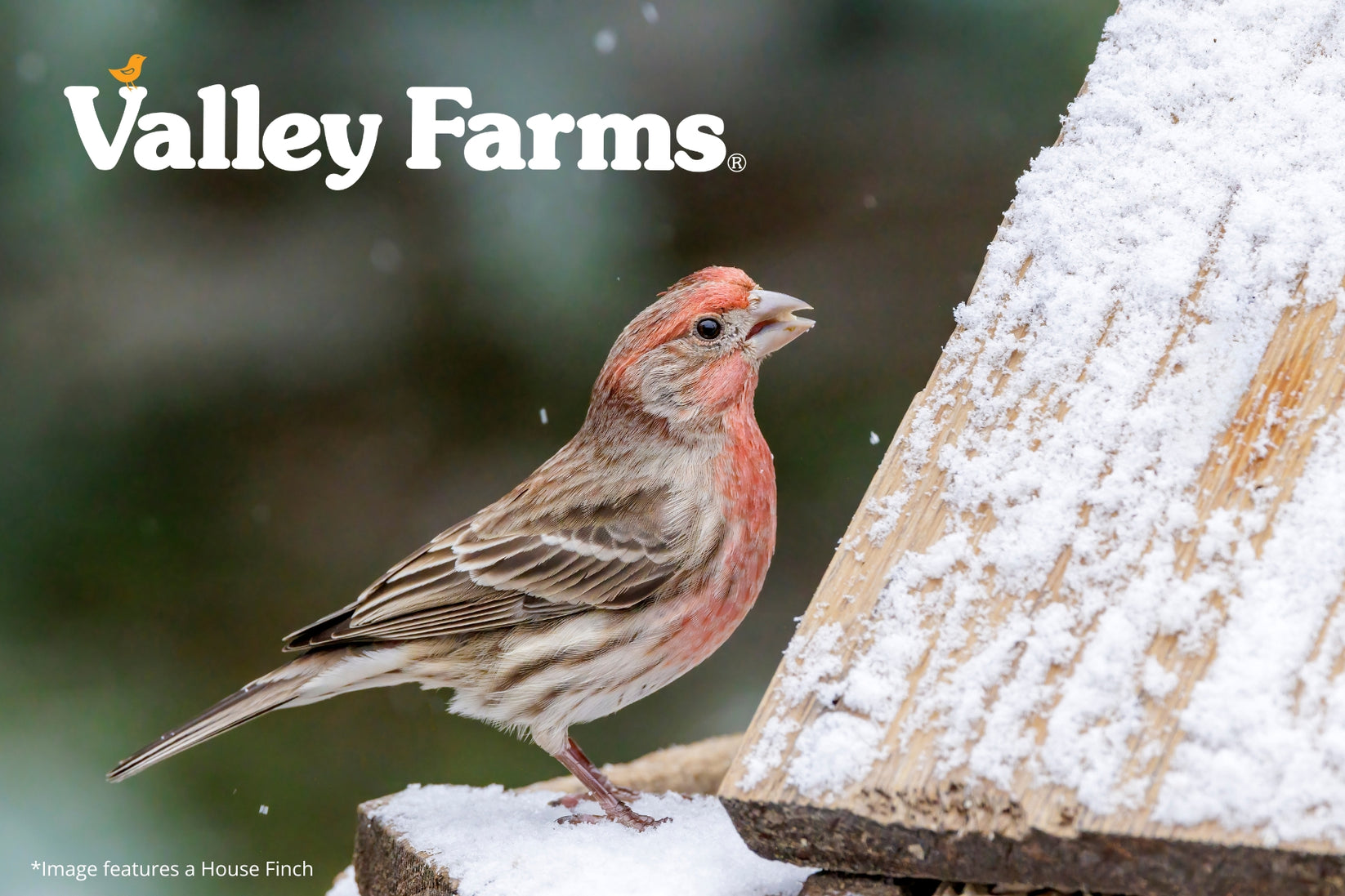 Valley Farms Wild Finch Mix Wild Bird Food – Valley Farms Shop